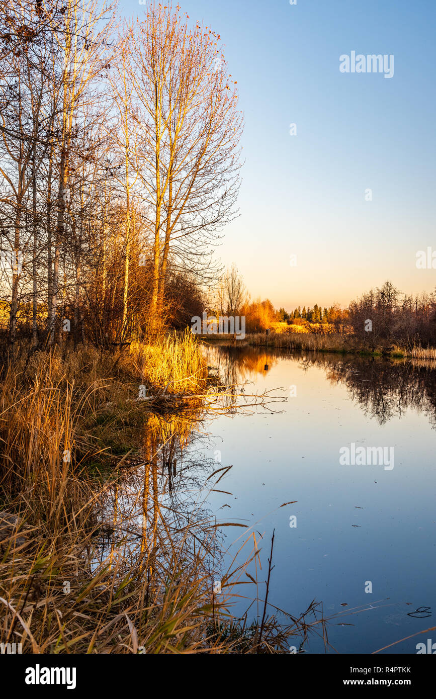 Autumn aspen trees pond aspen hi-res stock photography and images - Alamy