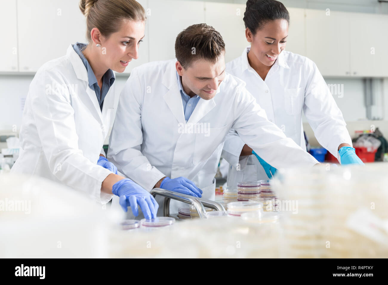 Group of scientists in food laboratory with samples in petri dishes ...
