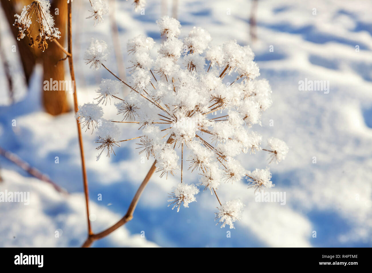 Frosty grass in snowy forest, cold weather in sunny morning. Tranquil ...