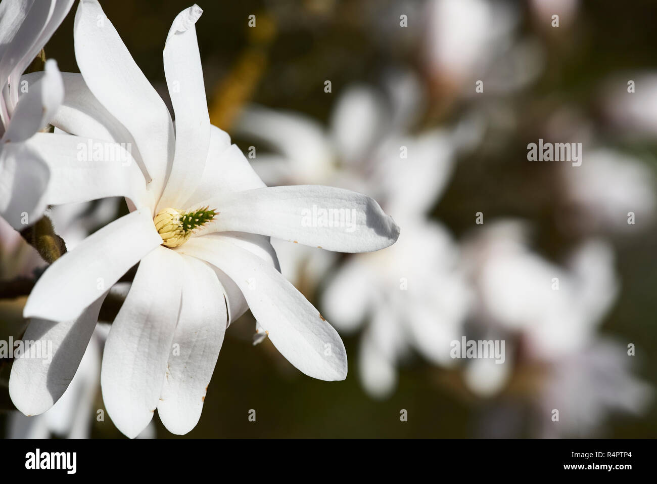 Pale yellow magnolia hi-res stock photography and images - Alamy