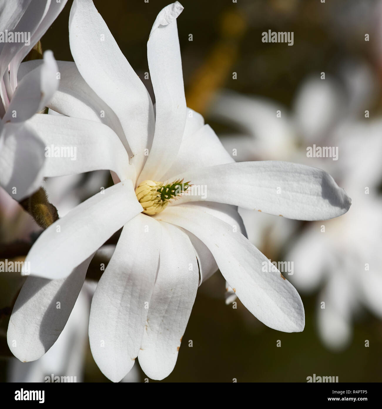 Pale yellow magnolia hi-res stock photography and images - Alamy