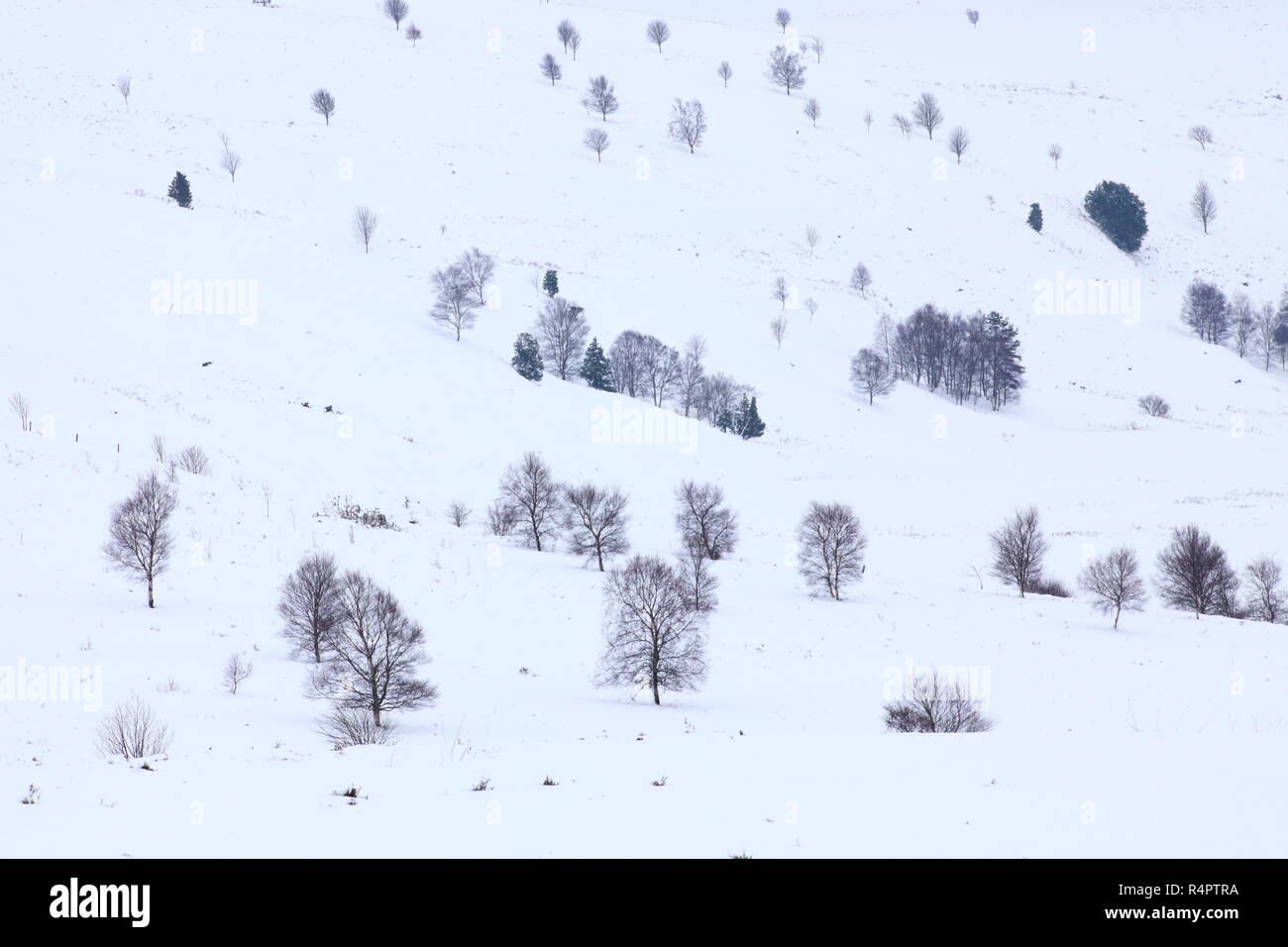 Trees stand out against a white background on the North Yorkshire Moors ...