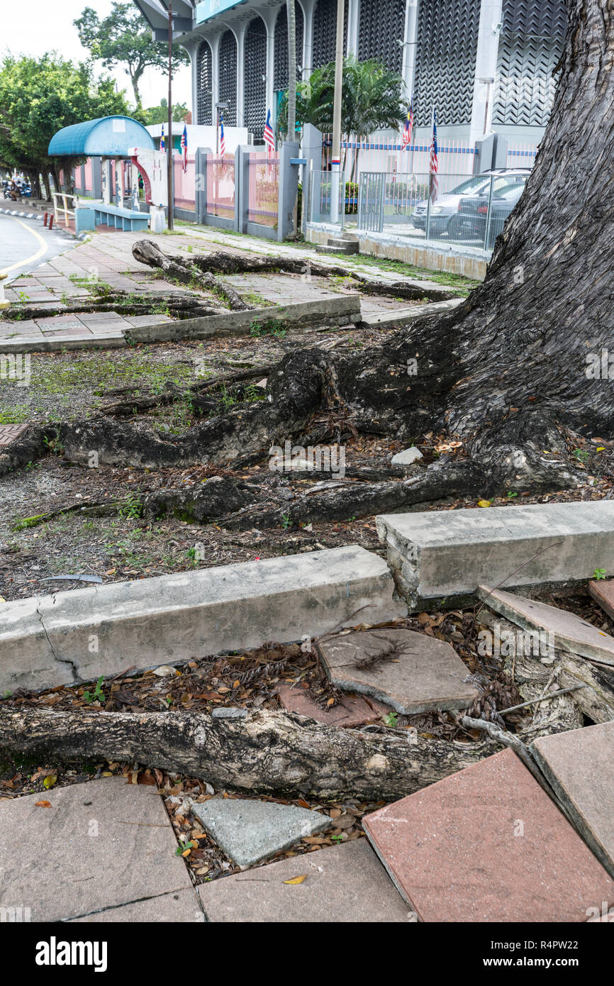 Powerful Tree Roots Break up Sidewalk, Ipoh, Malaysia Stock Photo - Alamy