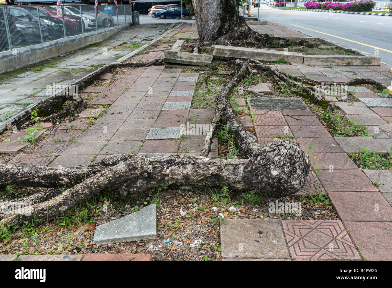 Powerful Tree Roots Break up Sidewalk, Ipoh, Malaysia Stock Photo - Alamy