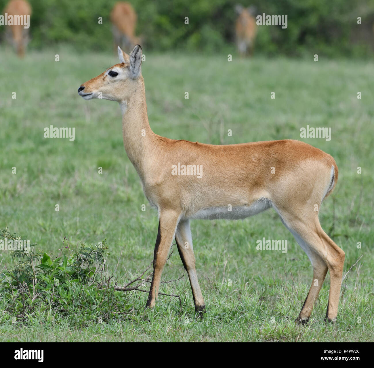 A female Ugandan kob (Kobus kob thomasi). Queen Elizabeth National Park ...
