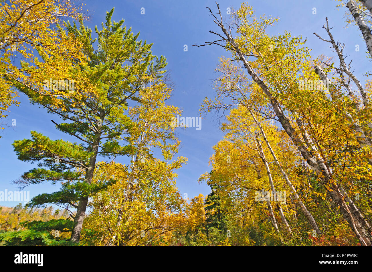 Fall Colors in Gooseberry State Park in Minnesota Stock Photo - Alamy
