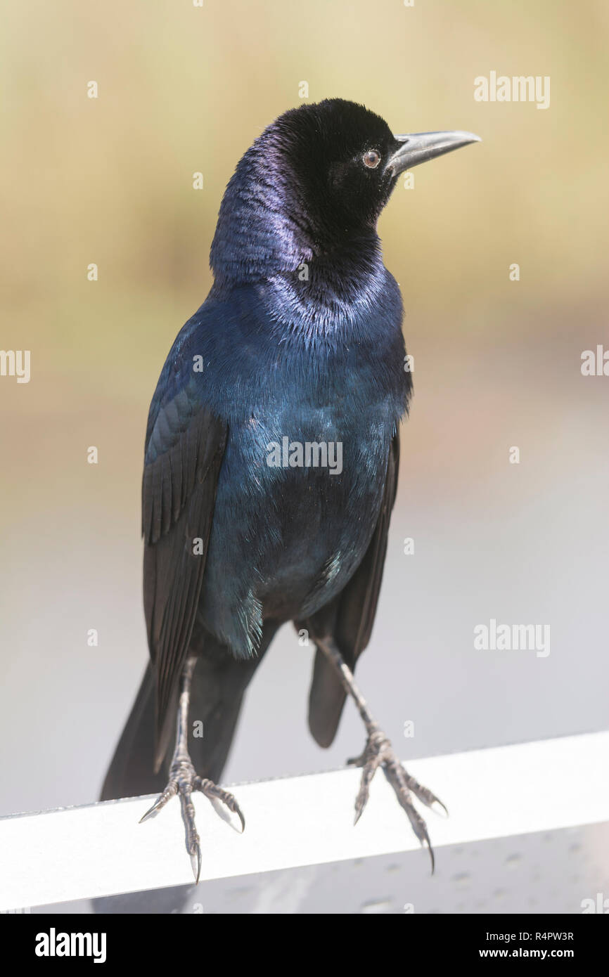 Male common grackle hi-res stock photography and images - Alamy
