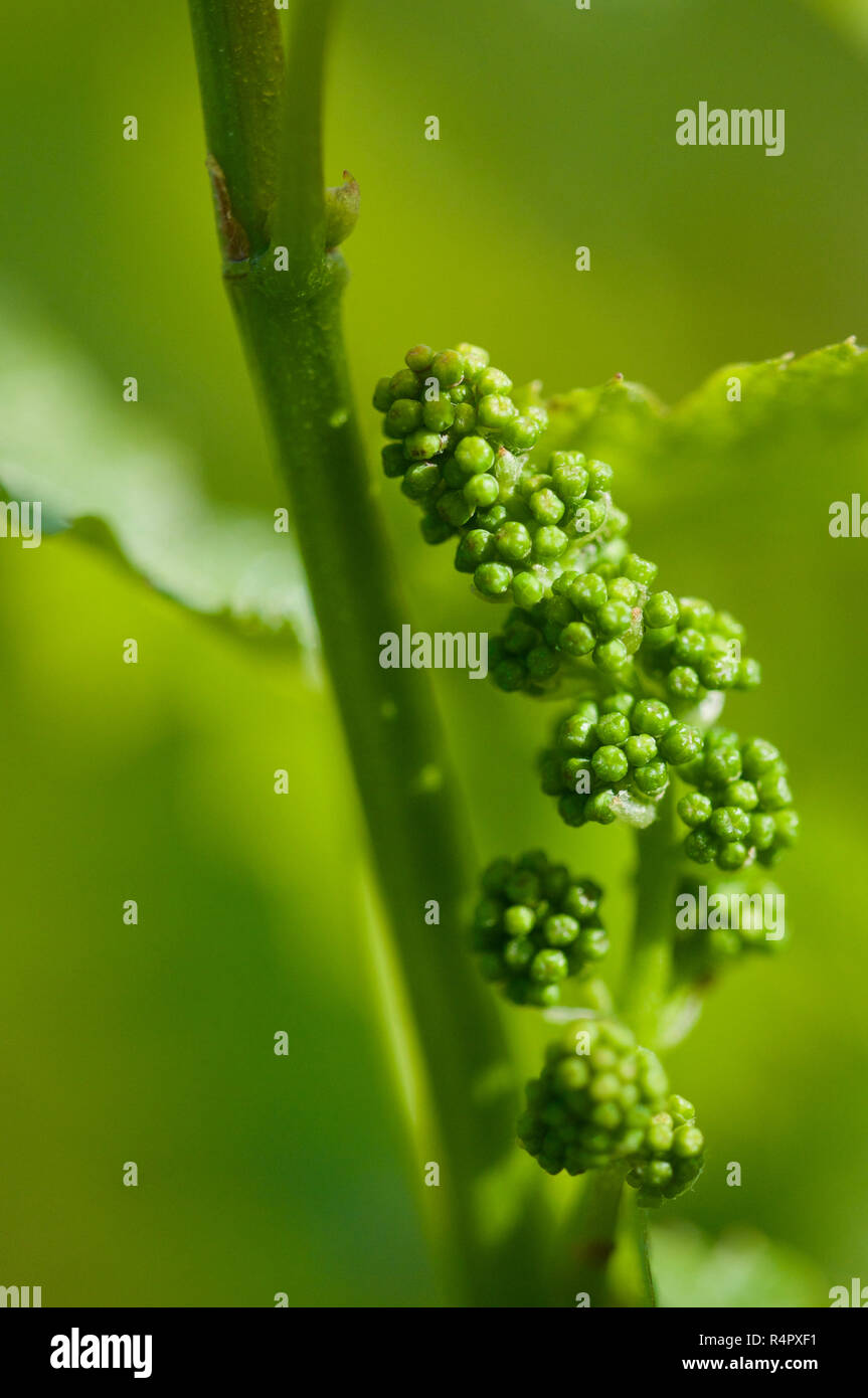 grape flower buds Stock Photo - Alamy