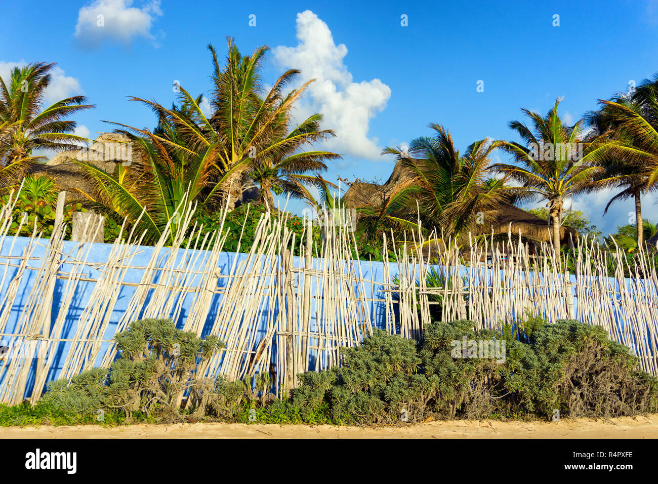 Palm Trees in Tulum, Mexico Stock Photo - Alamy