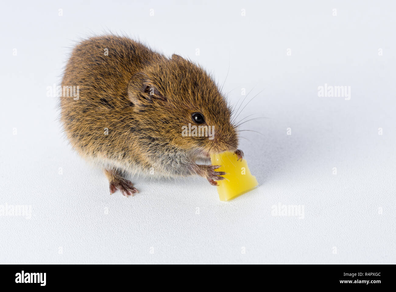 Microtus arvalis white hi-res stock photography and images - Alamy
