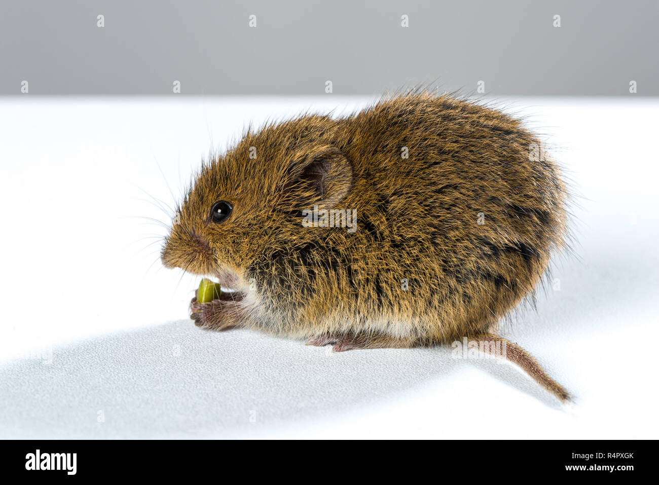 Nibbles the mouse hi-res stock photography and images - Alamy