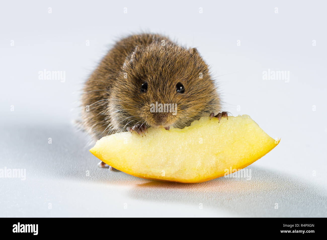 Microtus arvalis white hi-res stock photography and images - Alamy