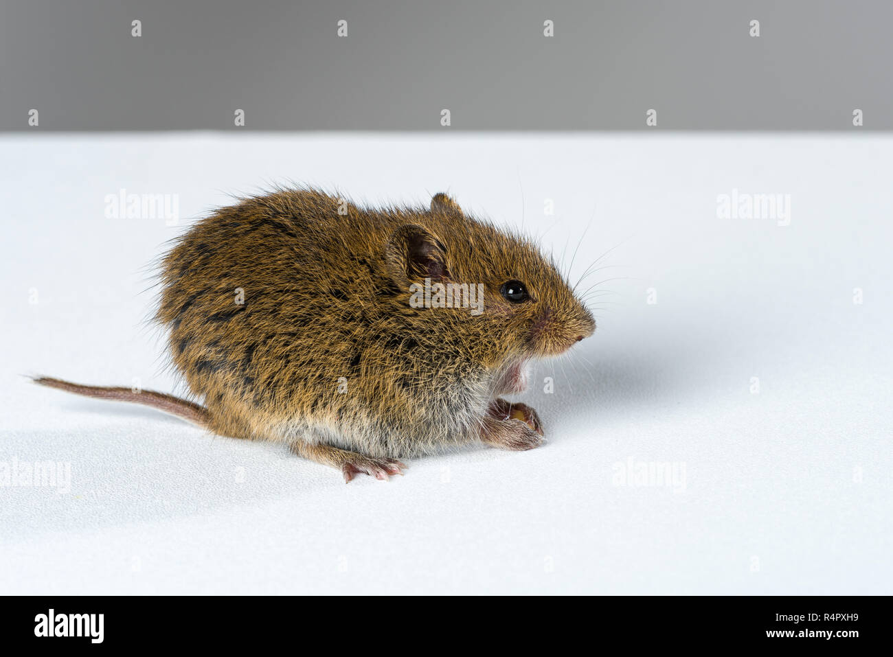 Yawning mouse hi-res stock photography and images - Alamy