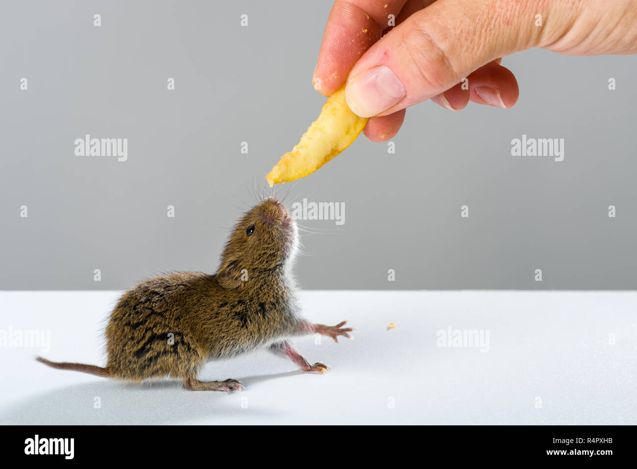 Mouse eating apple hi-res stock photography and images - Alamy