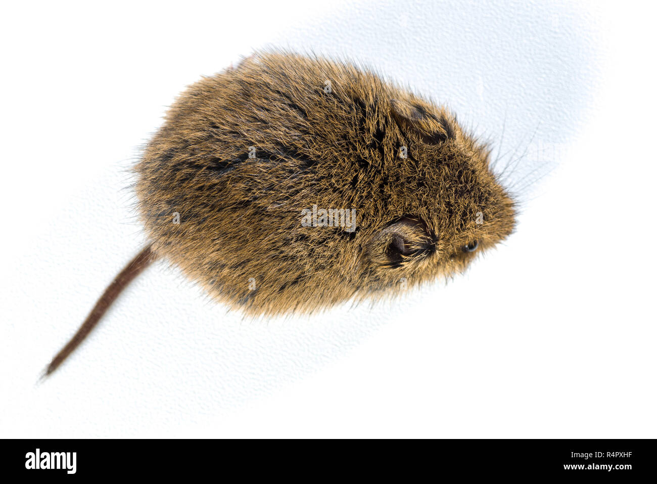 Field mouse face Cut Out Stock Images & Pictures - Alamy