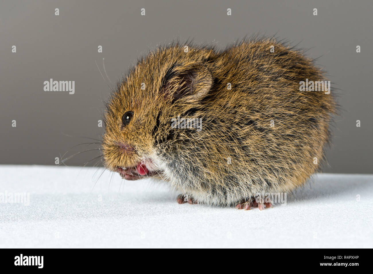 Microtus arvalis white hi-res stock photography and images - Alamy