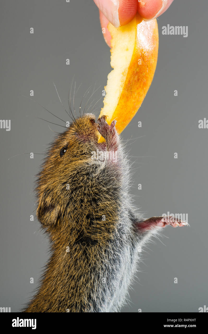 Nibbles the mouse hi-res stock photography and images - Alamy
