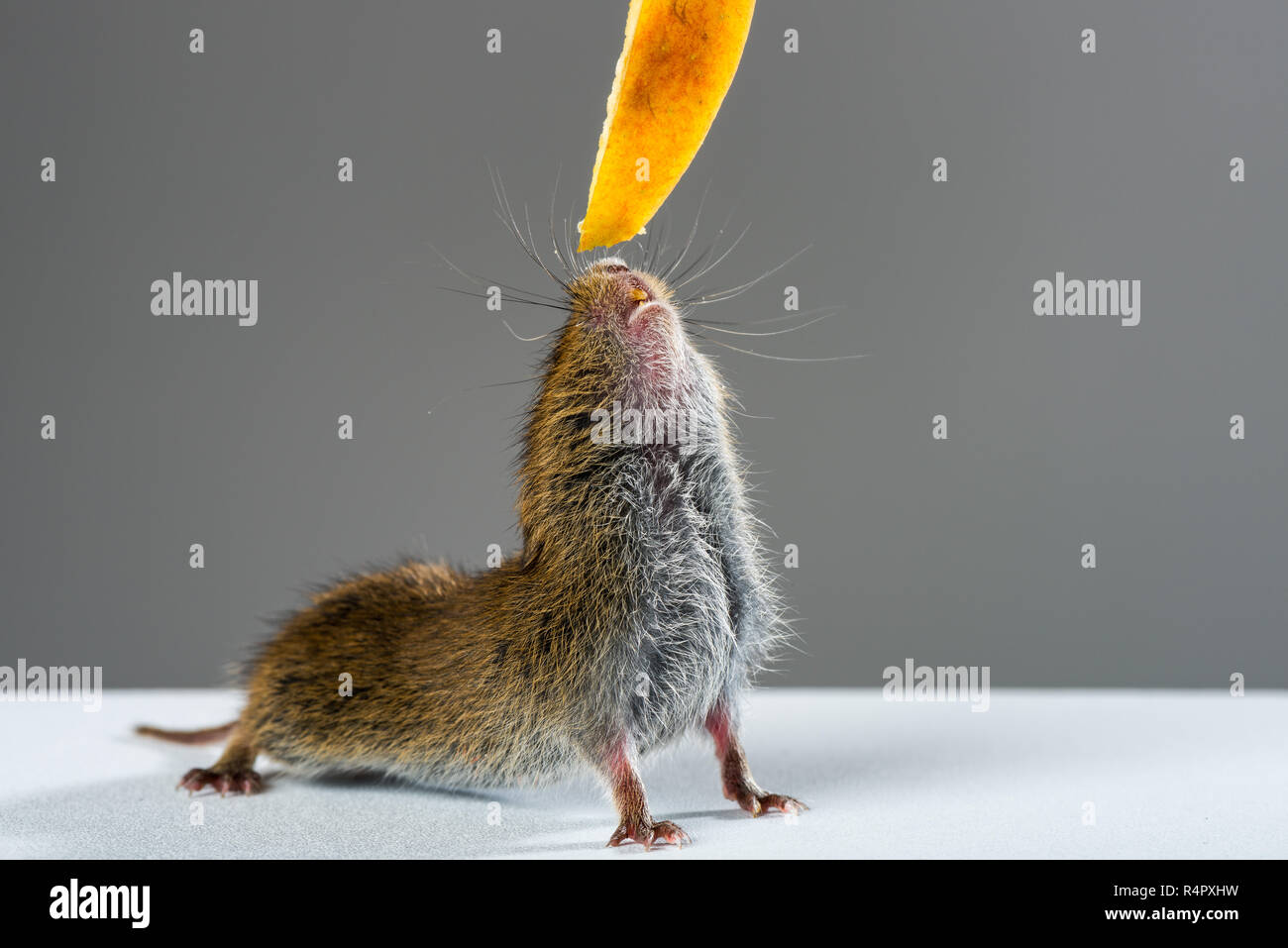 Cute mouse teeth hi-res stock photography and images - Alamy