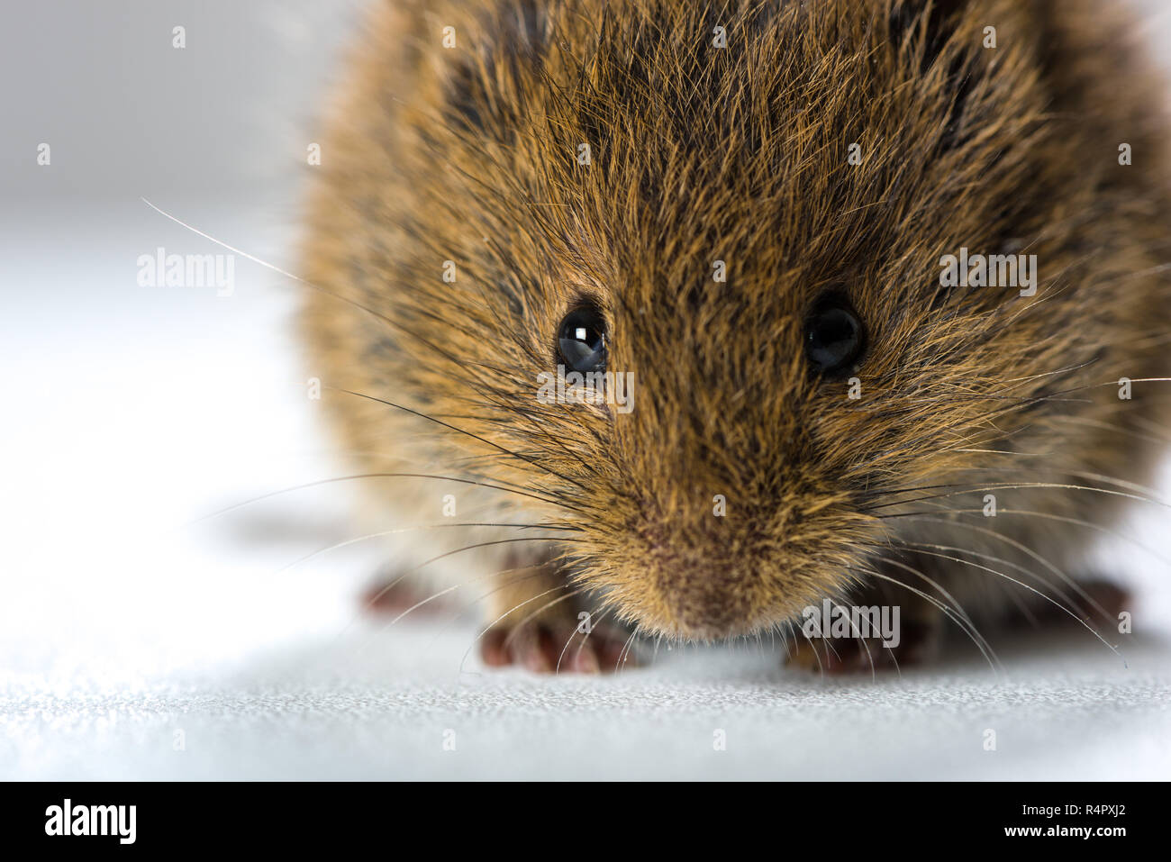 Field Mouse Face Stock Photos & Field Mouse Face Stock Images - Alamy