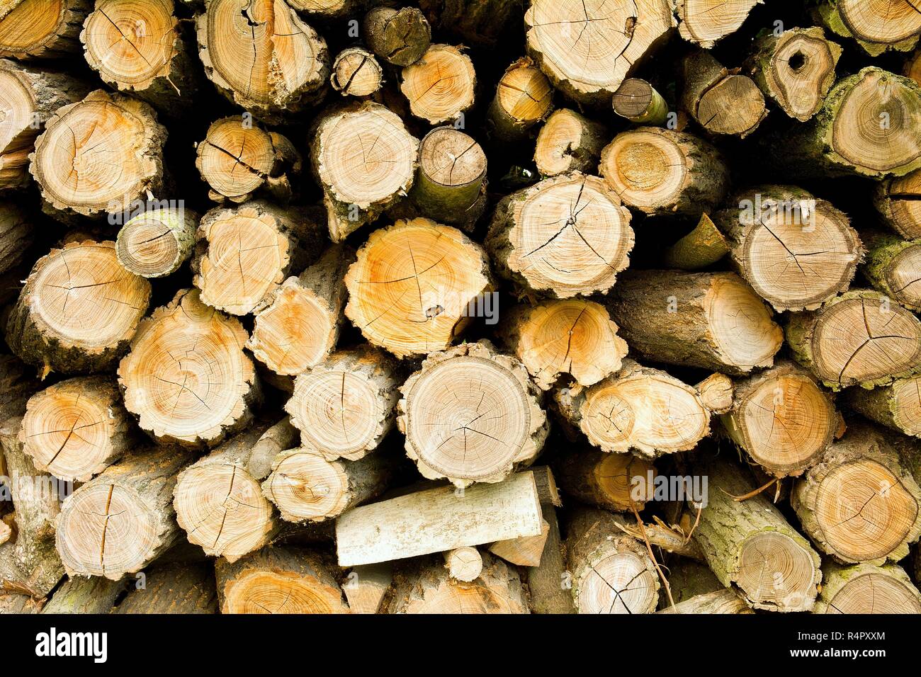 Wood log texture Stock Photo - Alamy