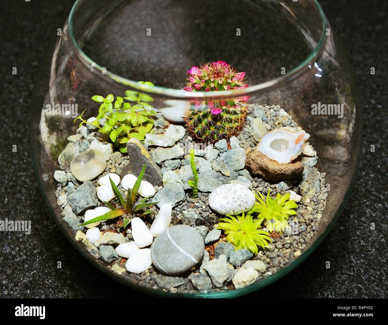 Table top plant decorative garden Stock Photo - Alamy