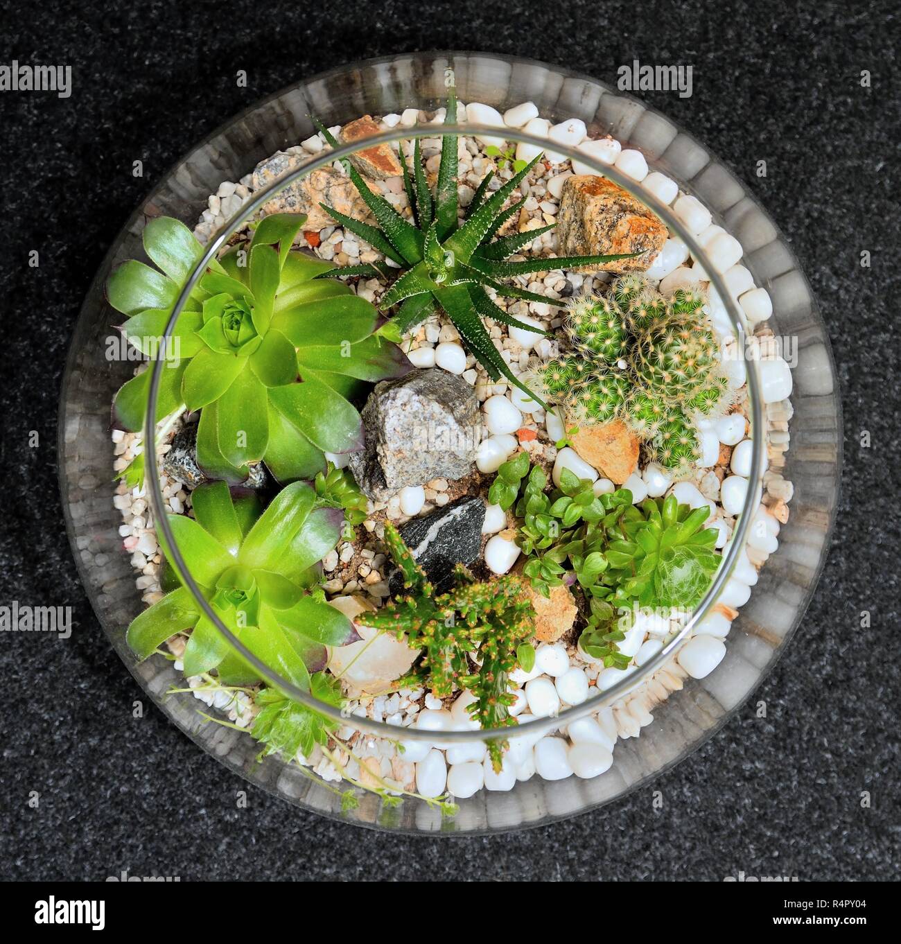 Table top plant decorative garden Stock Photo - Alamy