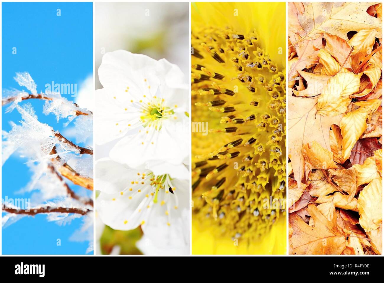 Four season collage Stock Photo - Alamy