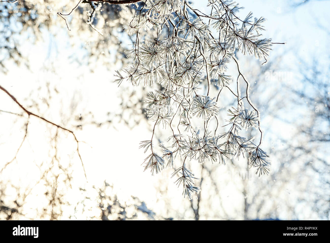 Frosty trees in snowy forest, cold weather in sunny morning. Tranquil ...
