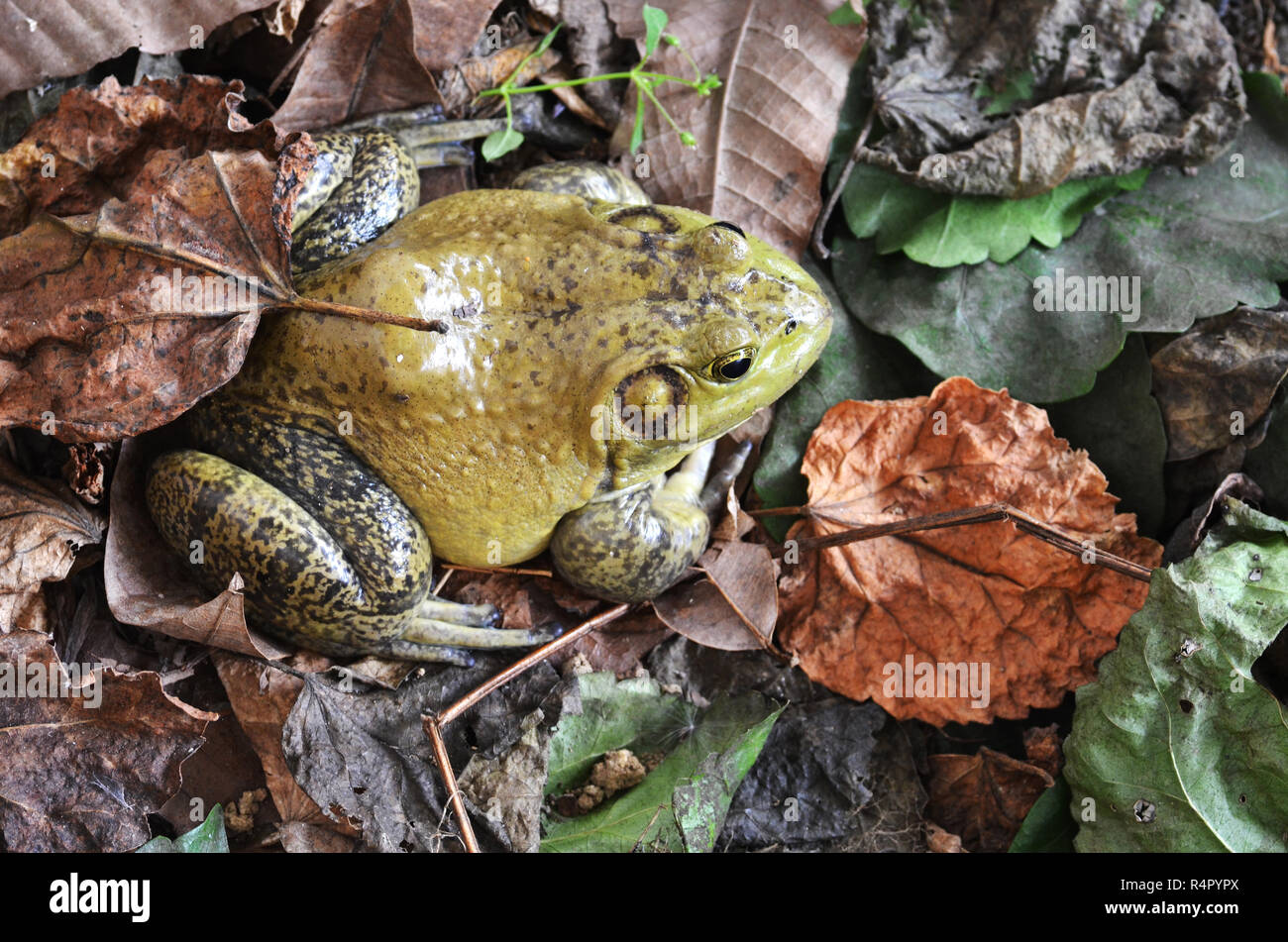 American bullfrog croak hi-res stock photography and images - Alamy