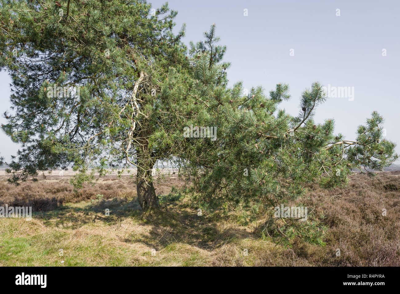 Netherlands pinus sylvestris hi-res stock photography and images - Alamy