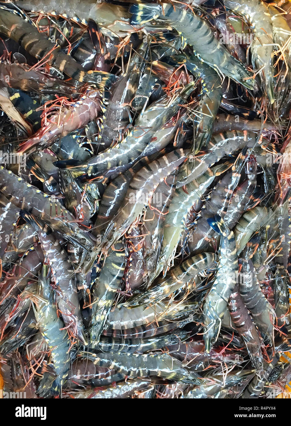 Fresh raw tiger shrimp in fishing net after harvesting from pond Stock ...