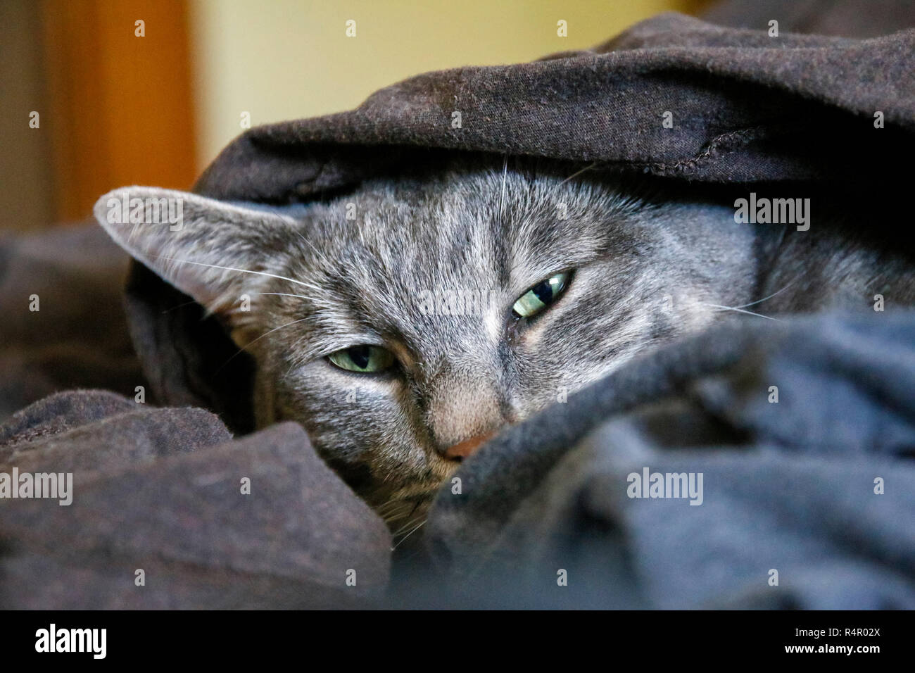 Gray tabby cat dozing in fresh laundry. This is the photographer's cat ...