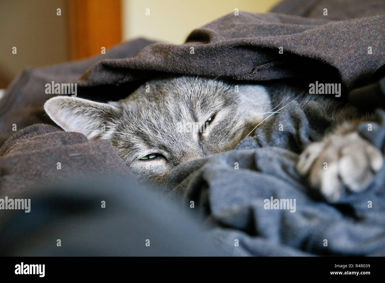 Gray tabby cat dozing in fresh laundry. This is the photographer's cat ...