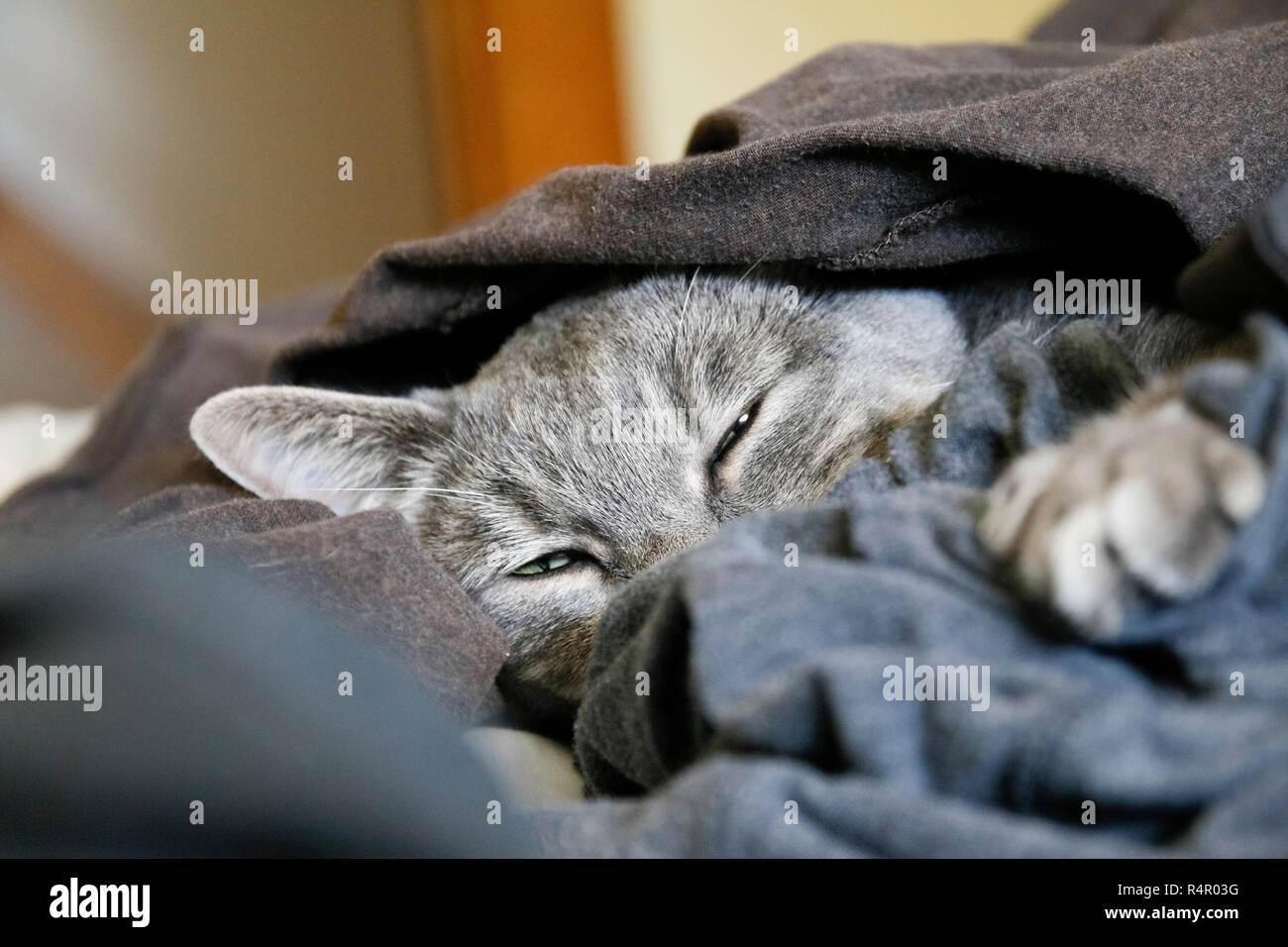 Gray tabby cat dozing in fresh laundry. This is the photographer's cat ...