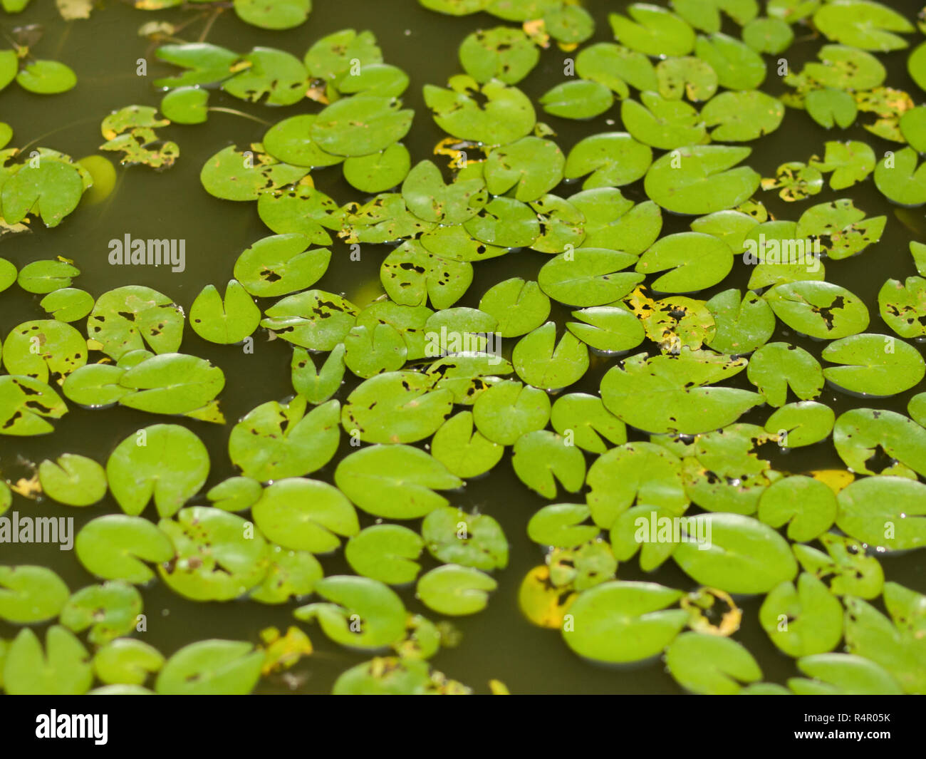 Myanmar lily pads hi-res stock photography and images - Alamy