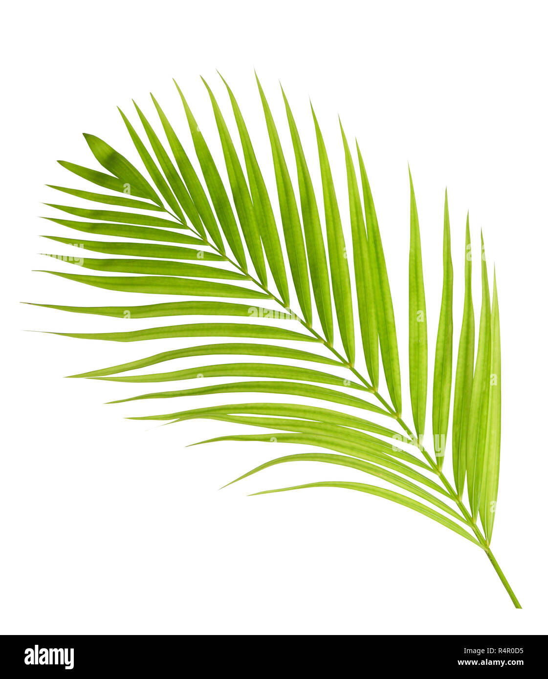 Green palm leaf isolated on white background Stock Photo - Alamy