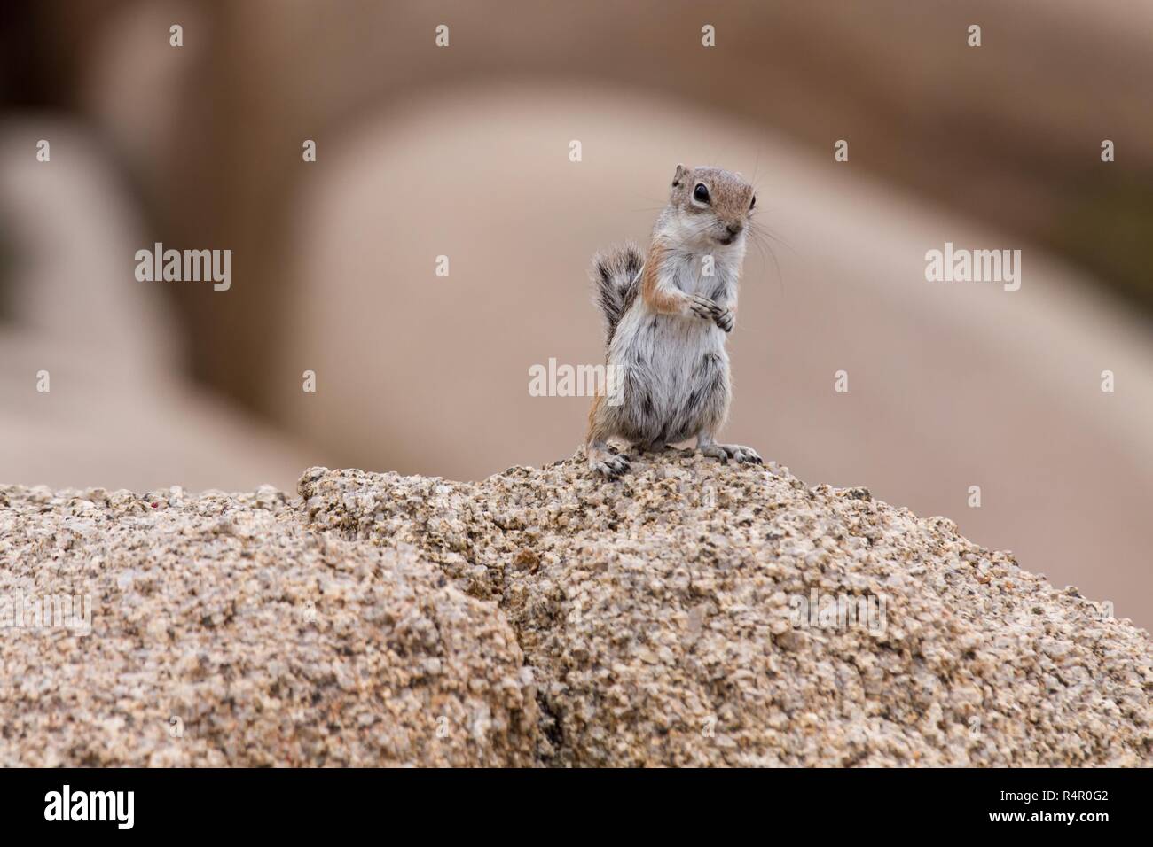 chipmunk 3,chipmunk 3 Stock Photo - Alamy