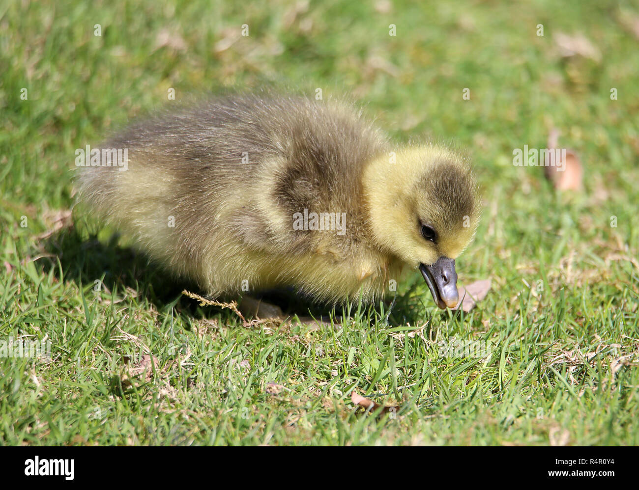 young gray goose chick anser anser Stock Photo - Alamy