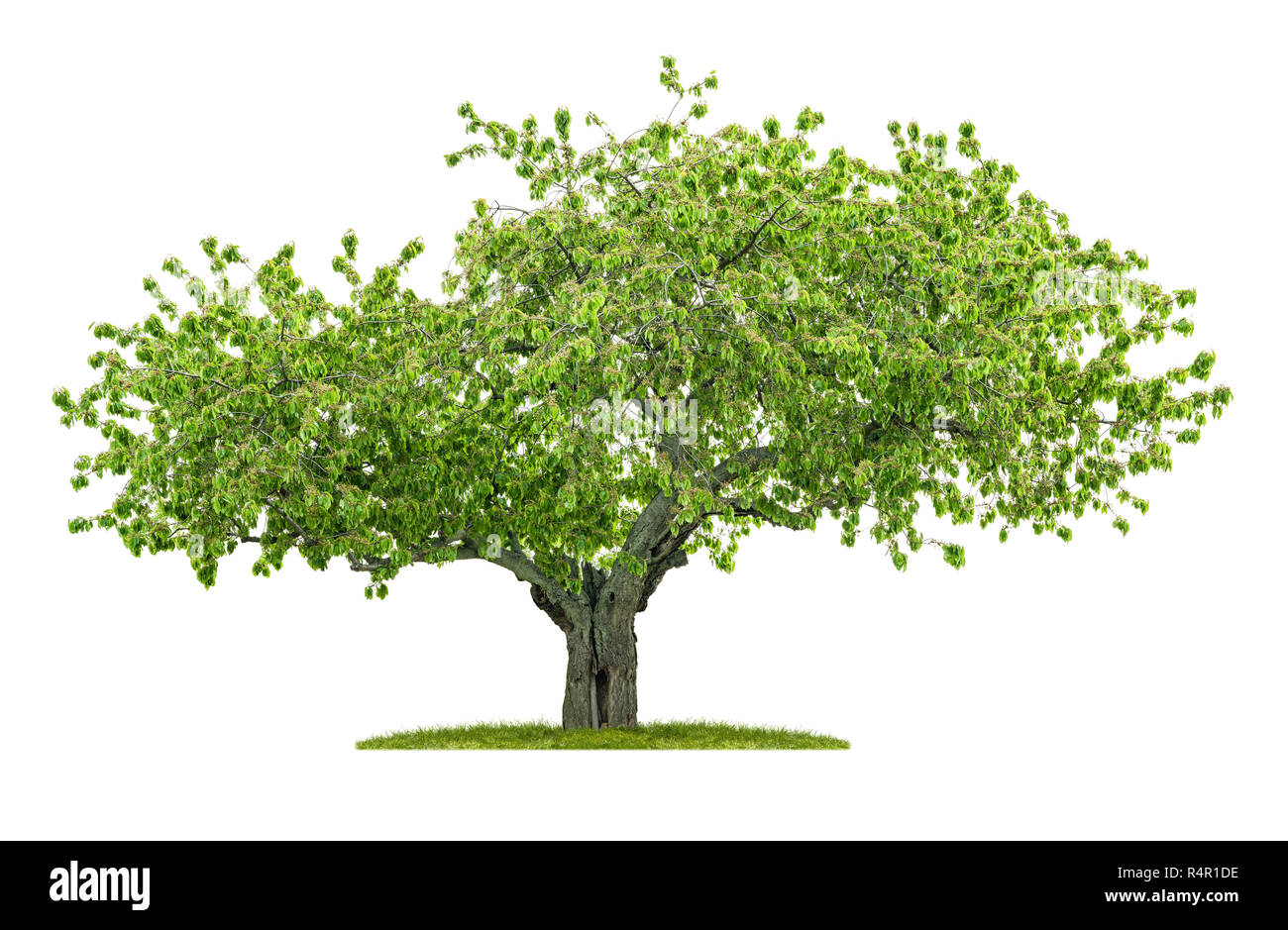 Green cherry tree leaf Cut Out Stock Images & Pictures - Alamy