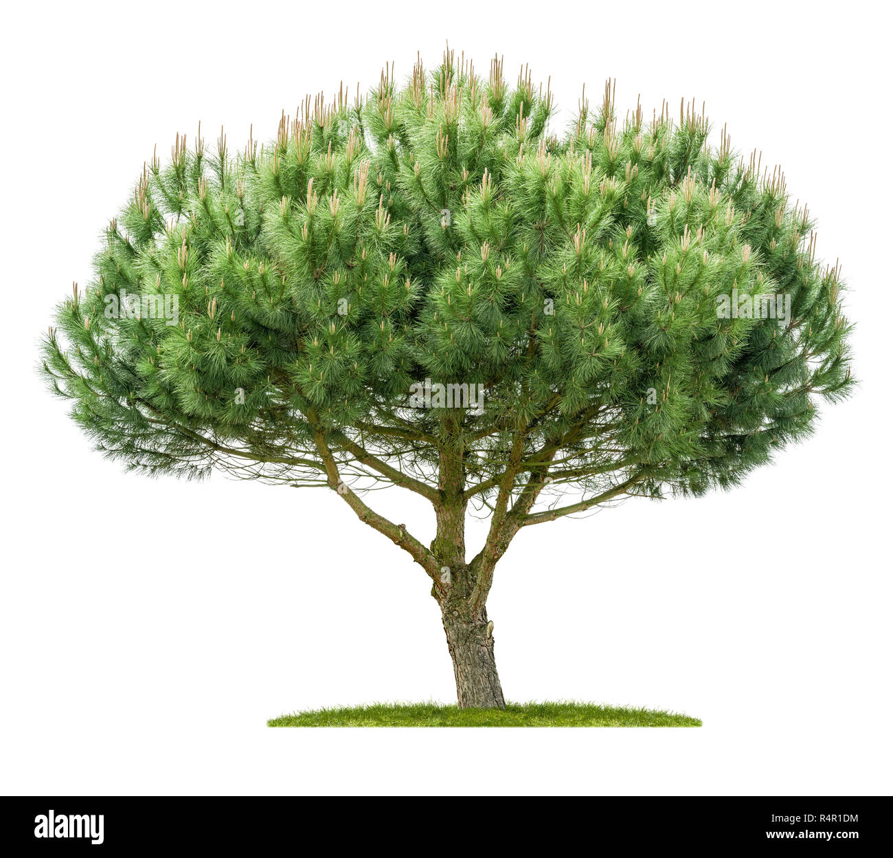 Tree branches in pine Cut Out Stock Images & Pictures - Alamy