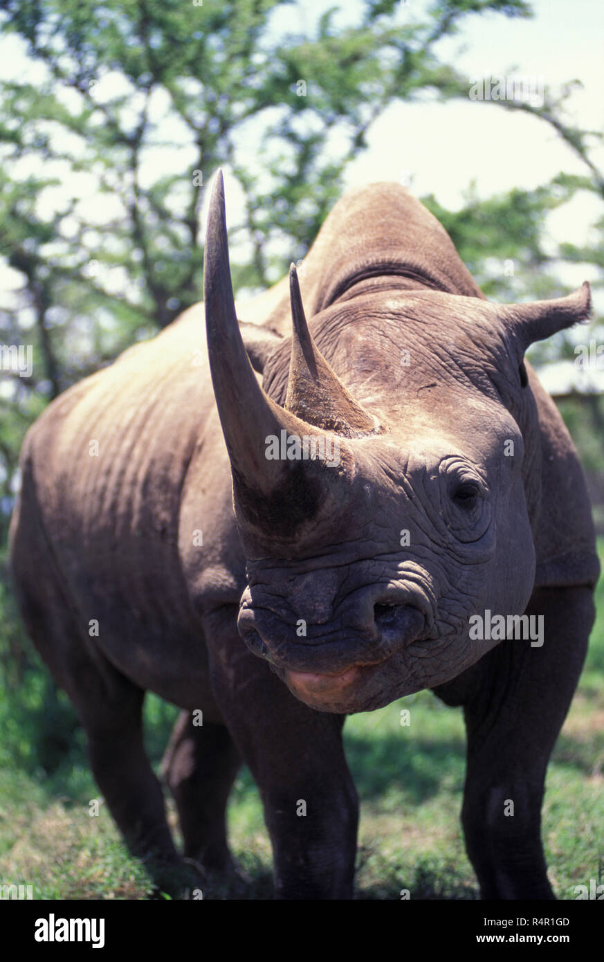 NOT 1102671 BLACK RHINOCEROS Diceros bicornis Kenya East Africa Stock Photo - Alamy