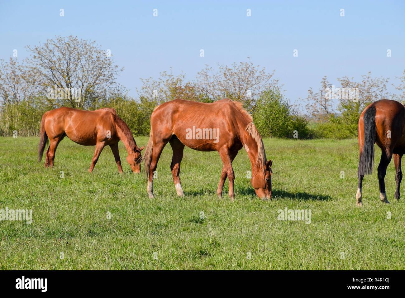 Horses graze in the pasture. Paddock horses on a horse farm. Walking ...