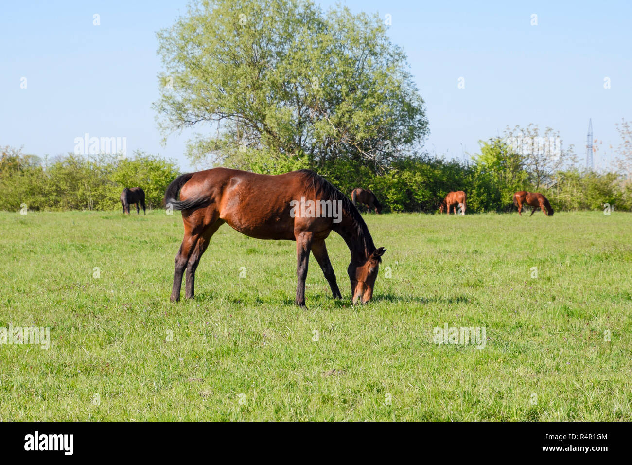 Horses graze in the pasture. Paddock horses on a horse farm. Walking ...