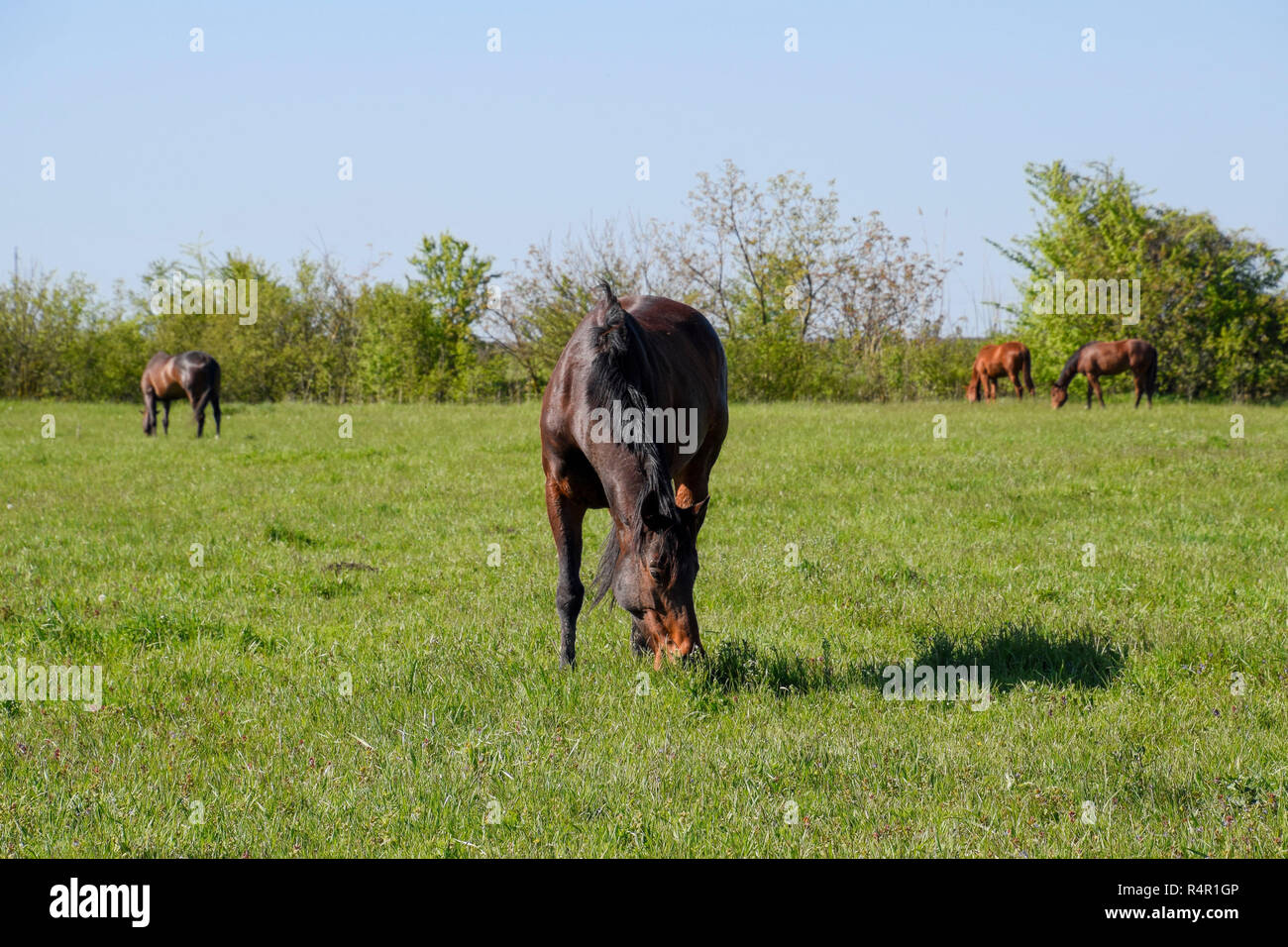 Horses graze in the pasture. Paddock horses on a horse farm. Walking ...