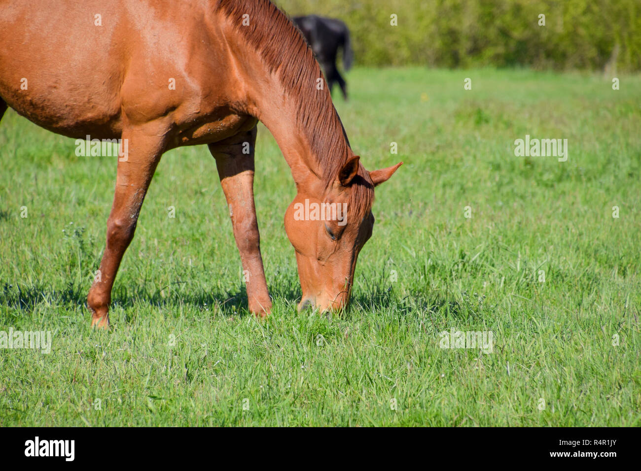 Horses graze in the pasture. Paddock horses on a horse farm. Walking ...