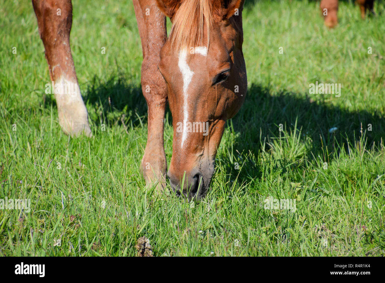 Horses graze in the pasture. Paddock horses on a horse farm. Walking ...