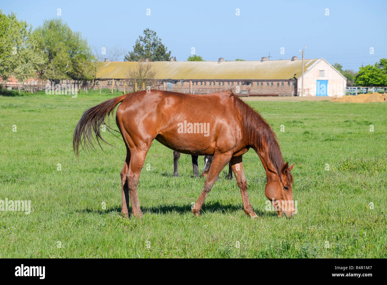 Horses graze in the pasture. Paddock horses on a horse farm. Walking ...