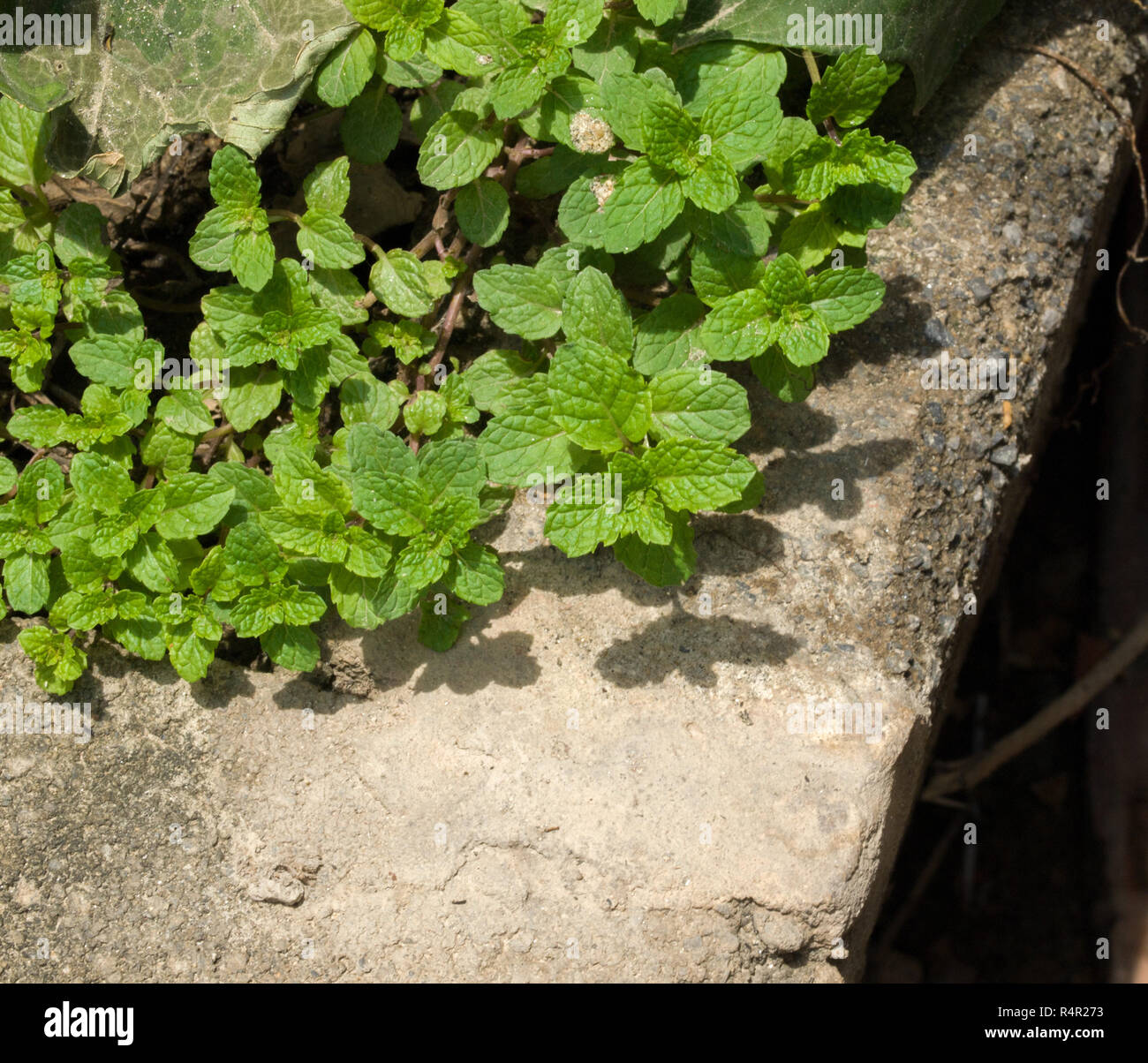 Rootstock corn hi-res stock photography and images - Alamy