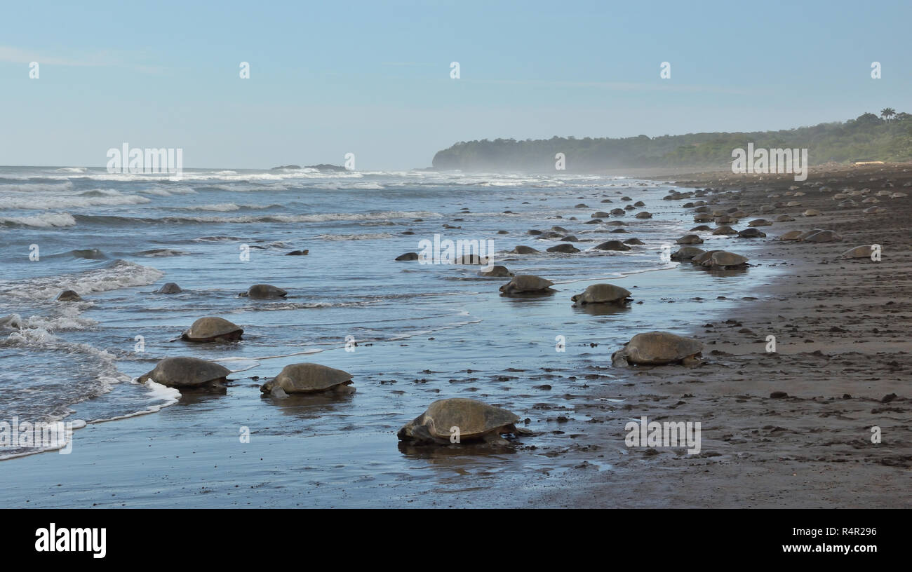 A Massive turtles nesting of Olive Ridley sea turtles in Ostional beach ...