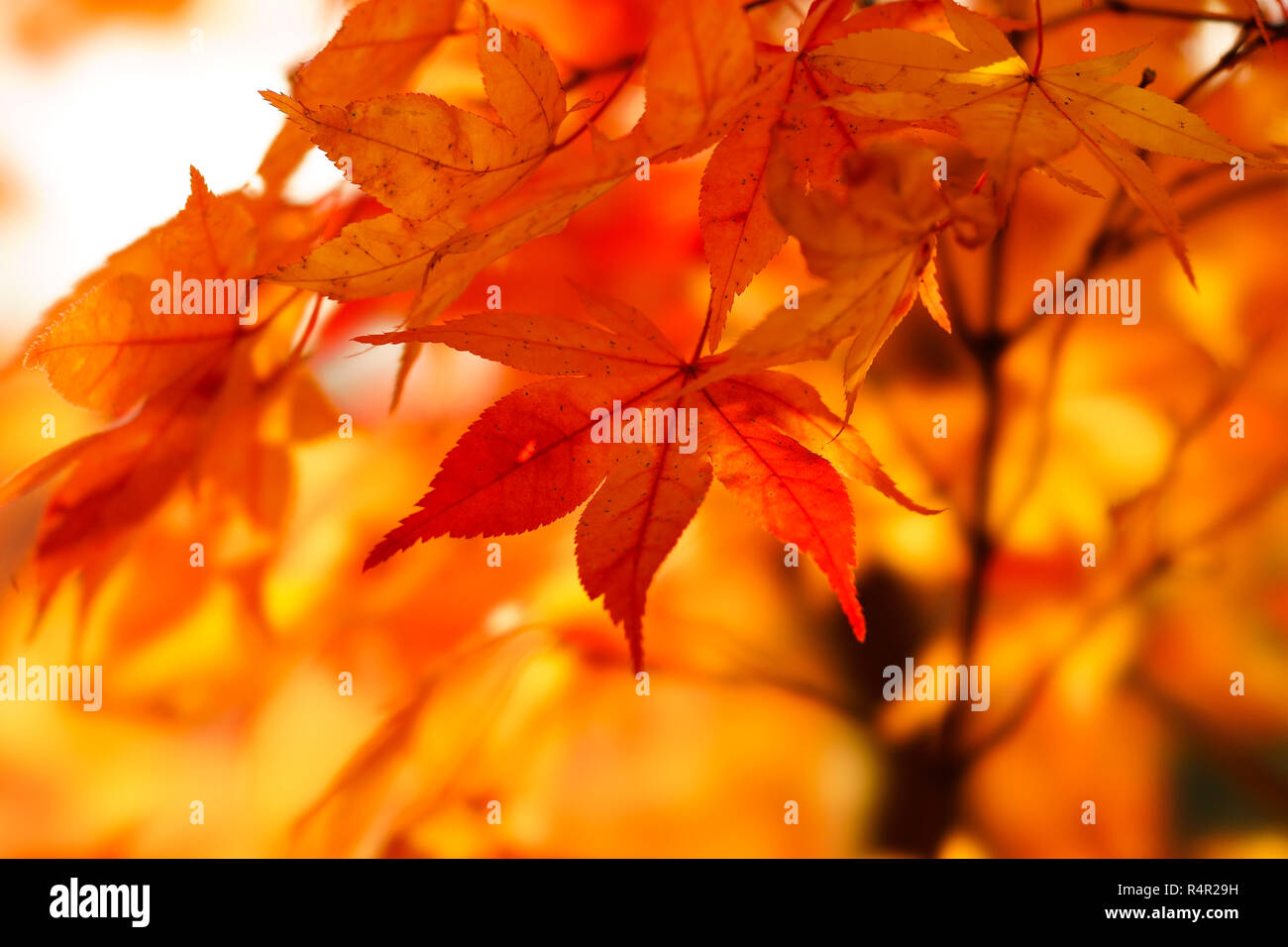 Japanese Fall Foliage Stock Photo - Alamy